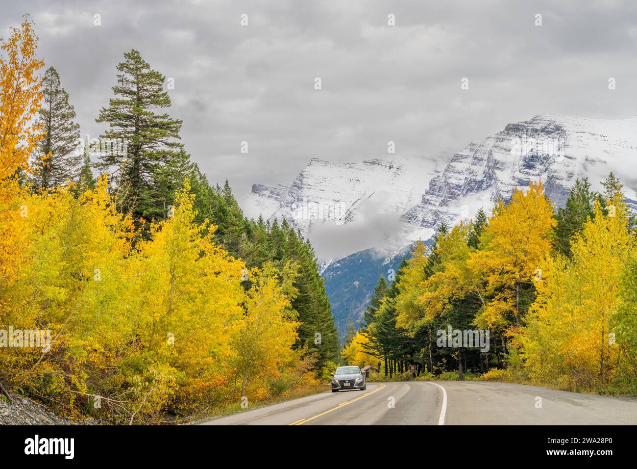 Fall foliage color along the Going to the Sun Road in Glacier National ...