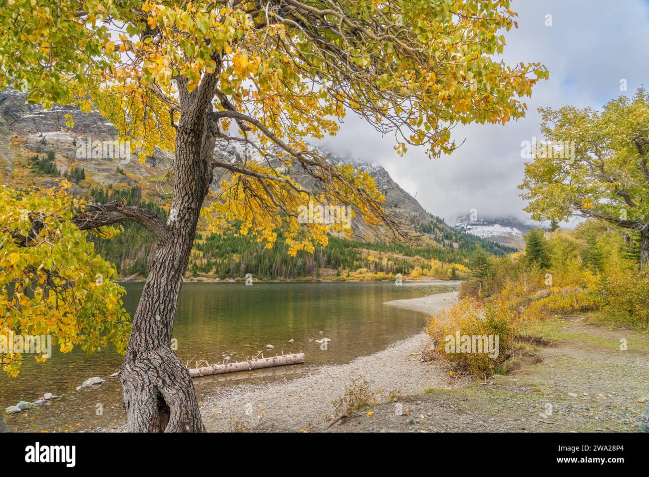 Fall foliage color in the Many Glacier area of Glacier National Park ...
