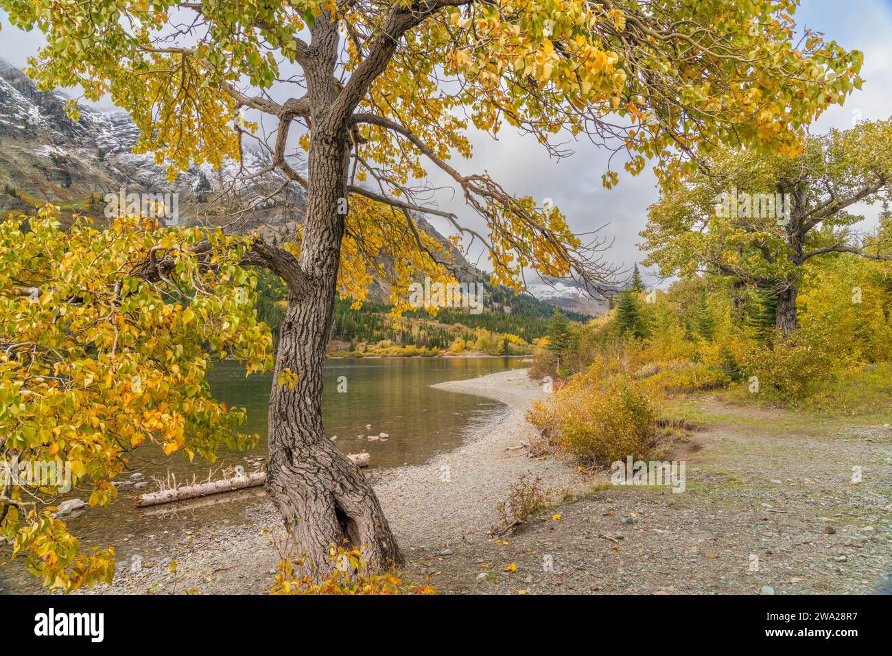Fall foliage color in the Many Glacier area of Glacier National Park ...
