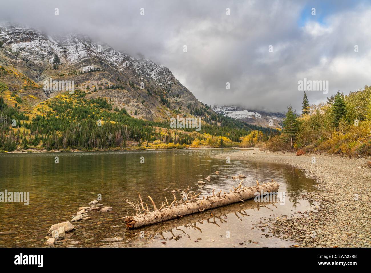 Fall foliage color in the Many Glacier area of Glacier National Park ...