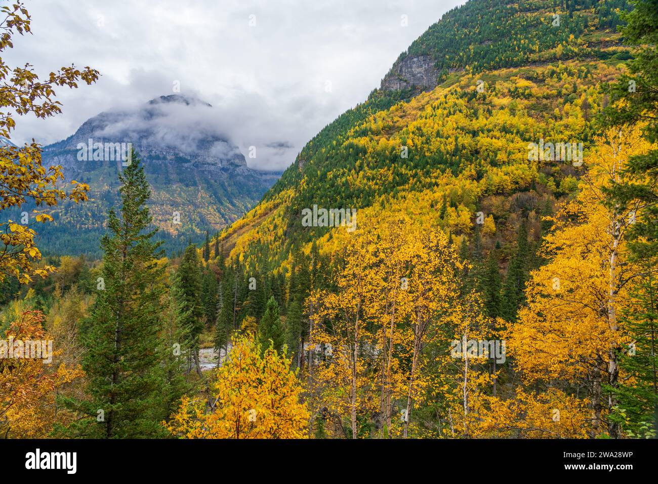 Fall foliage color on the hillsides along the Going to the Sun Road ...