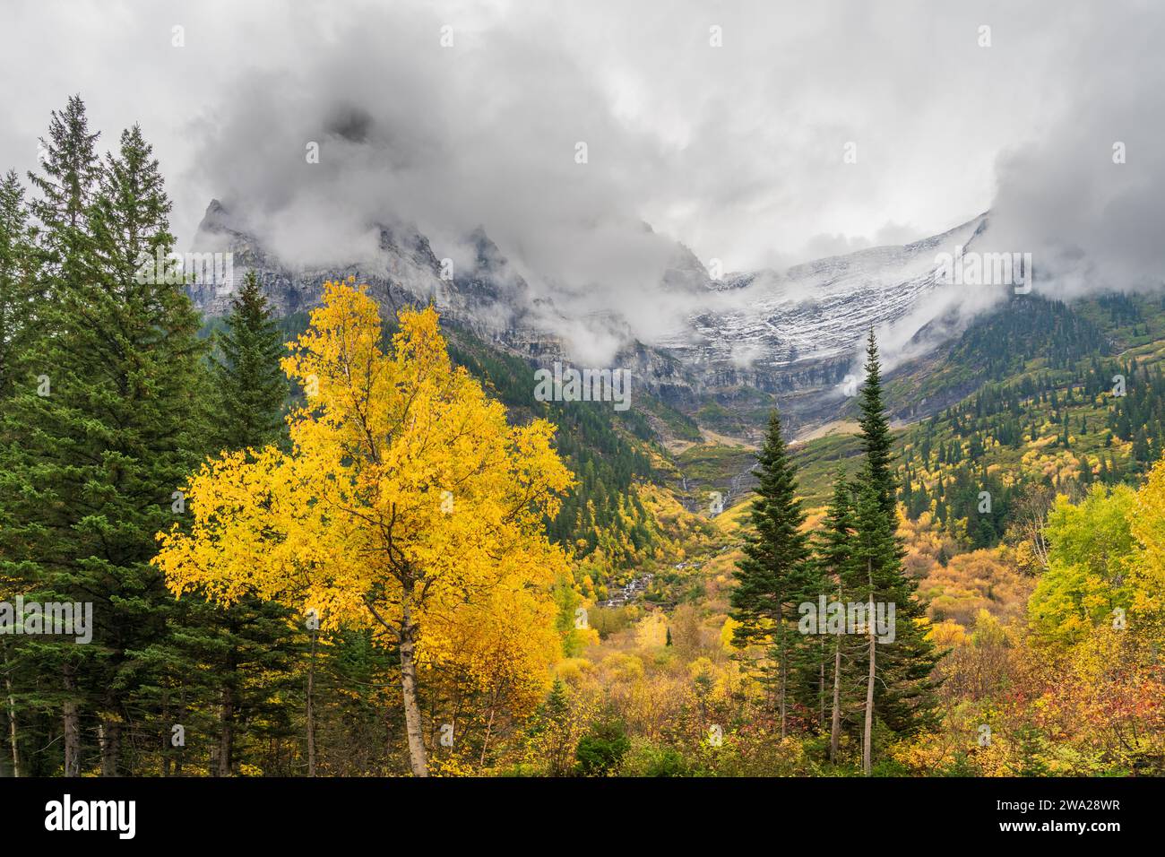 Fall foliage color on the hillsides along the Going to the Sun Road ...