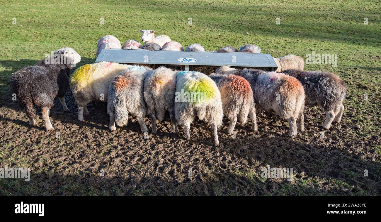 Smaller scale sheep farming hi-res stock photography and images - Alamy