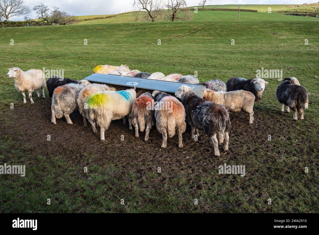 Raddle colours indicating mating hi-res stock photography and images ...