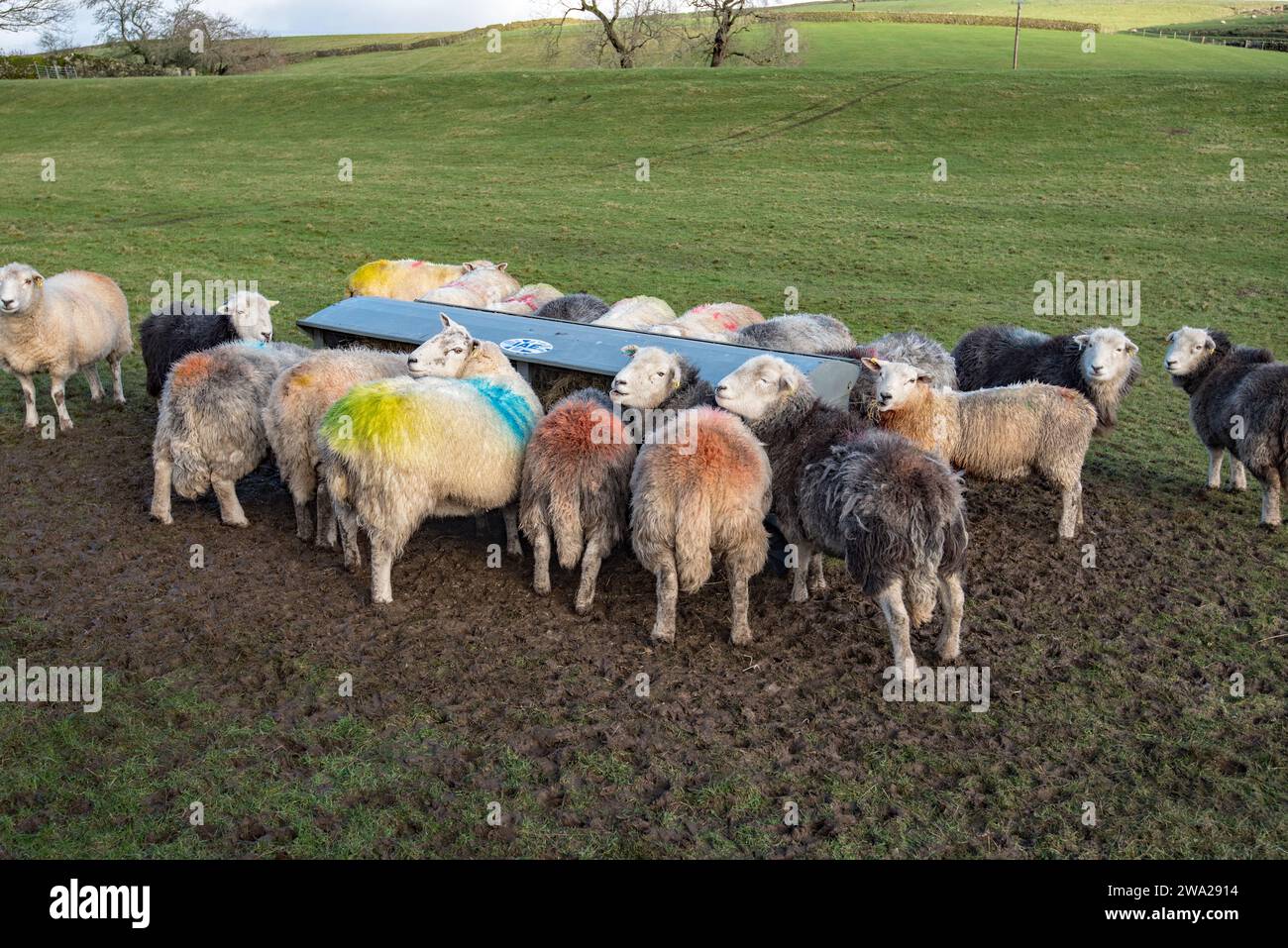 Sheep gathering at a hay feeder during the month of January 2023 ...