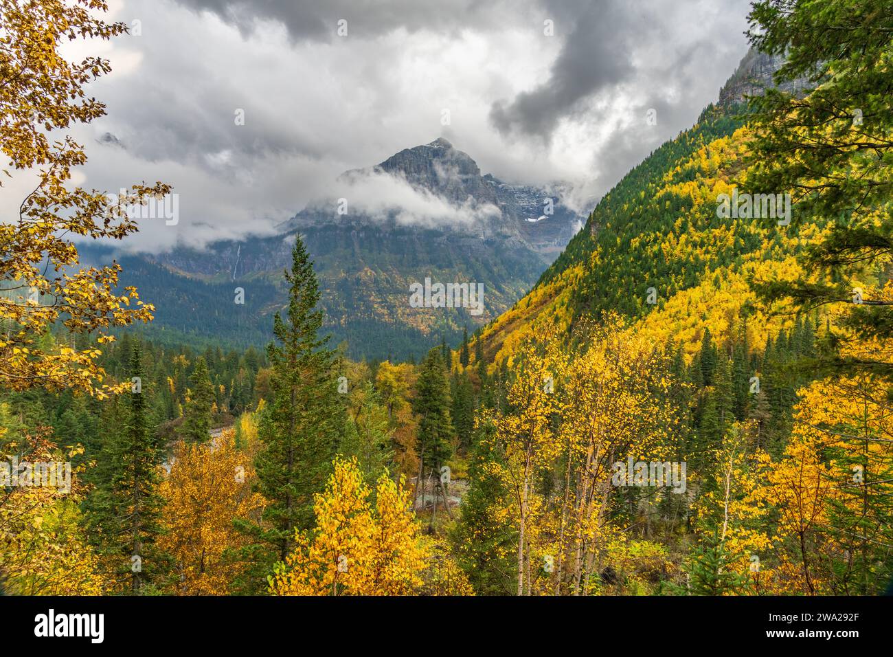 Fall foliage color on the hillsides along the Going to the Sun Road ...
