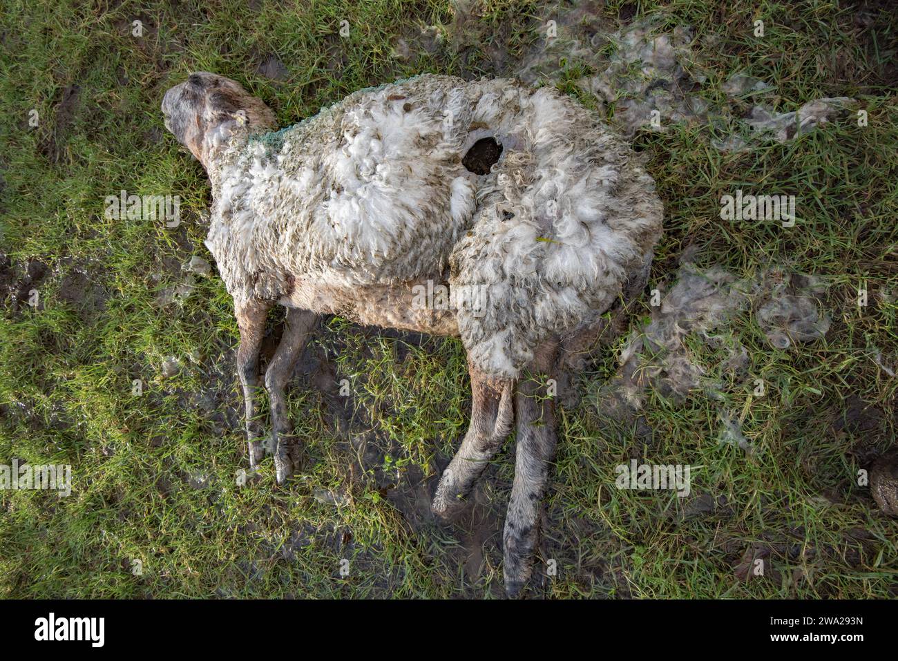 Carrion feeder pecks eyes of sheep hi-res stock photography and images - Alamy