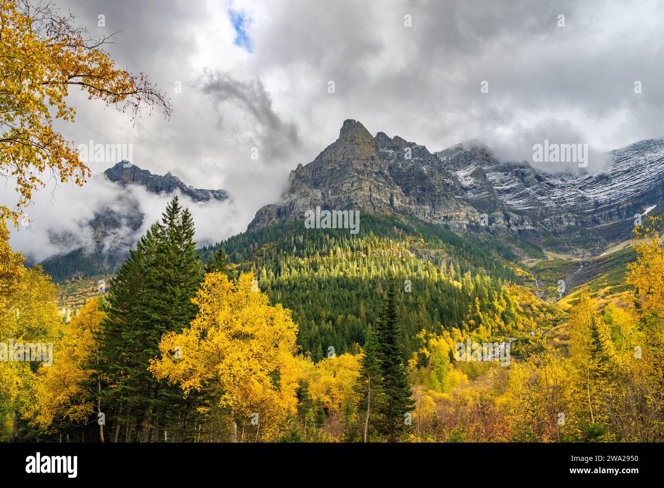 Fall foliage color on the hillsides along the Going to the Sun Road ...