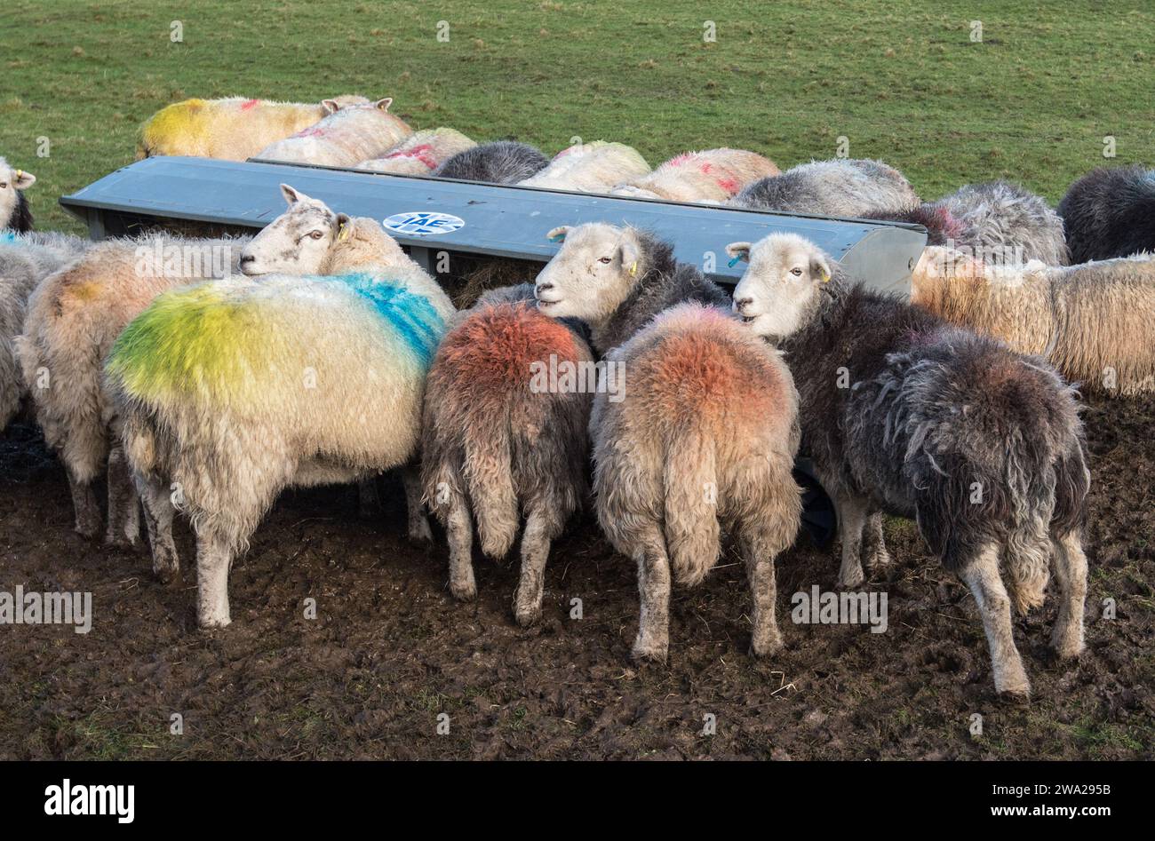 Sheep gathering at a hay feeder during the month of January 2023 ...