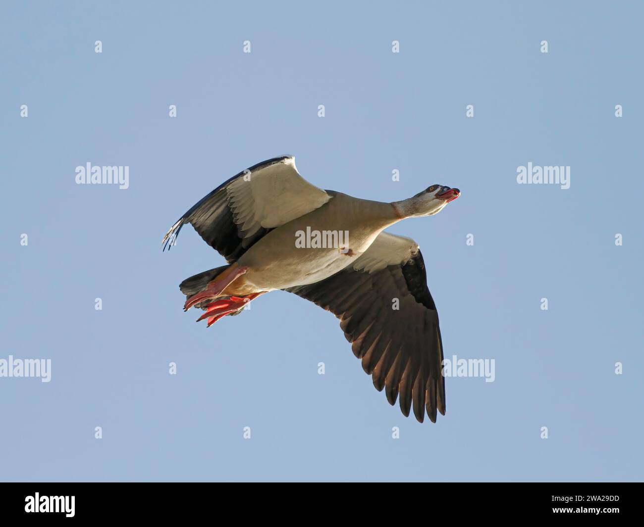 Egyptian goose in flight over Douro river, north of Portugal Stock ...