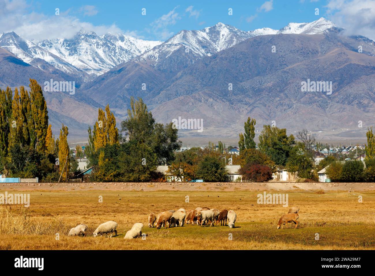 flock of sheep grazing in front of small Asian town under the mountains ...