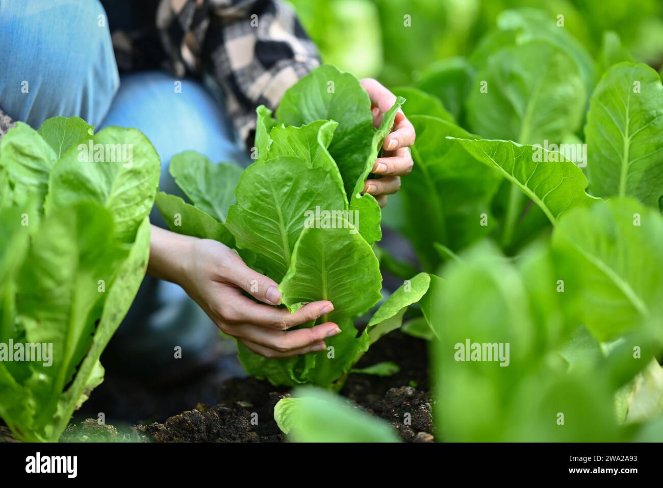 Female farmer picking green lettuce at an organic farm. Ecological and ...