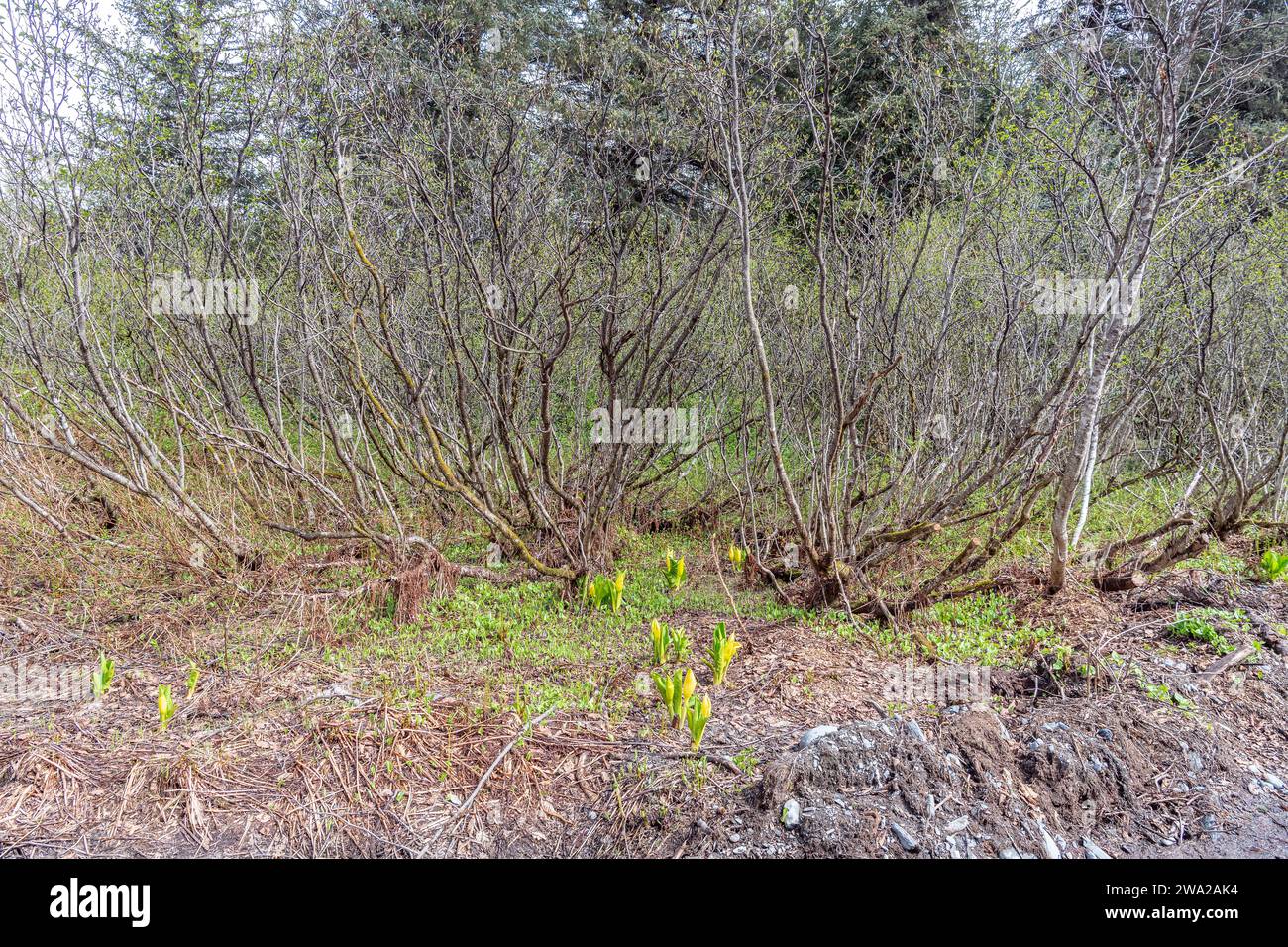 Scrub woodland with Western Skunk Cabbage plants in flower in Valdez ...