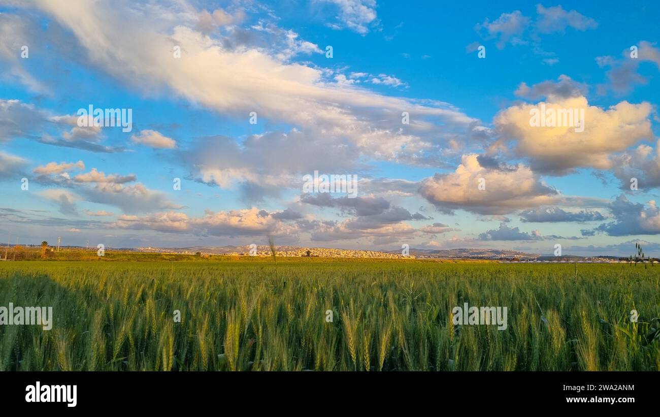 Wheat fields hi-res stock photography and images - Alamy