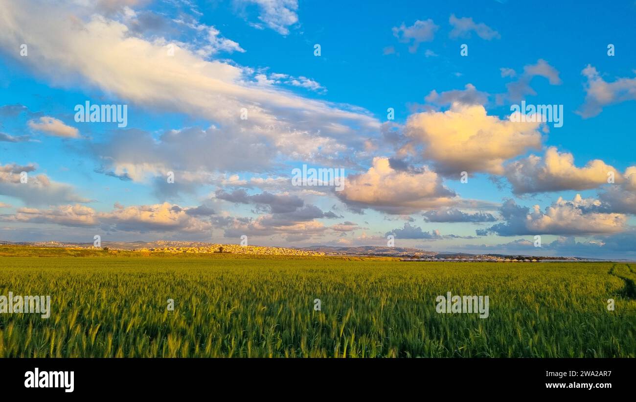 Stem fields hi-res stock photography and images - Alamy