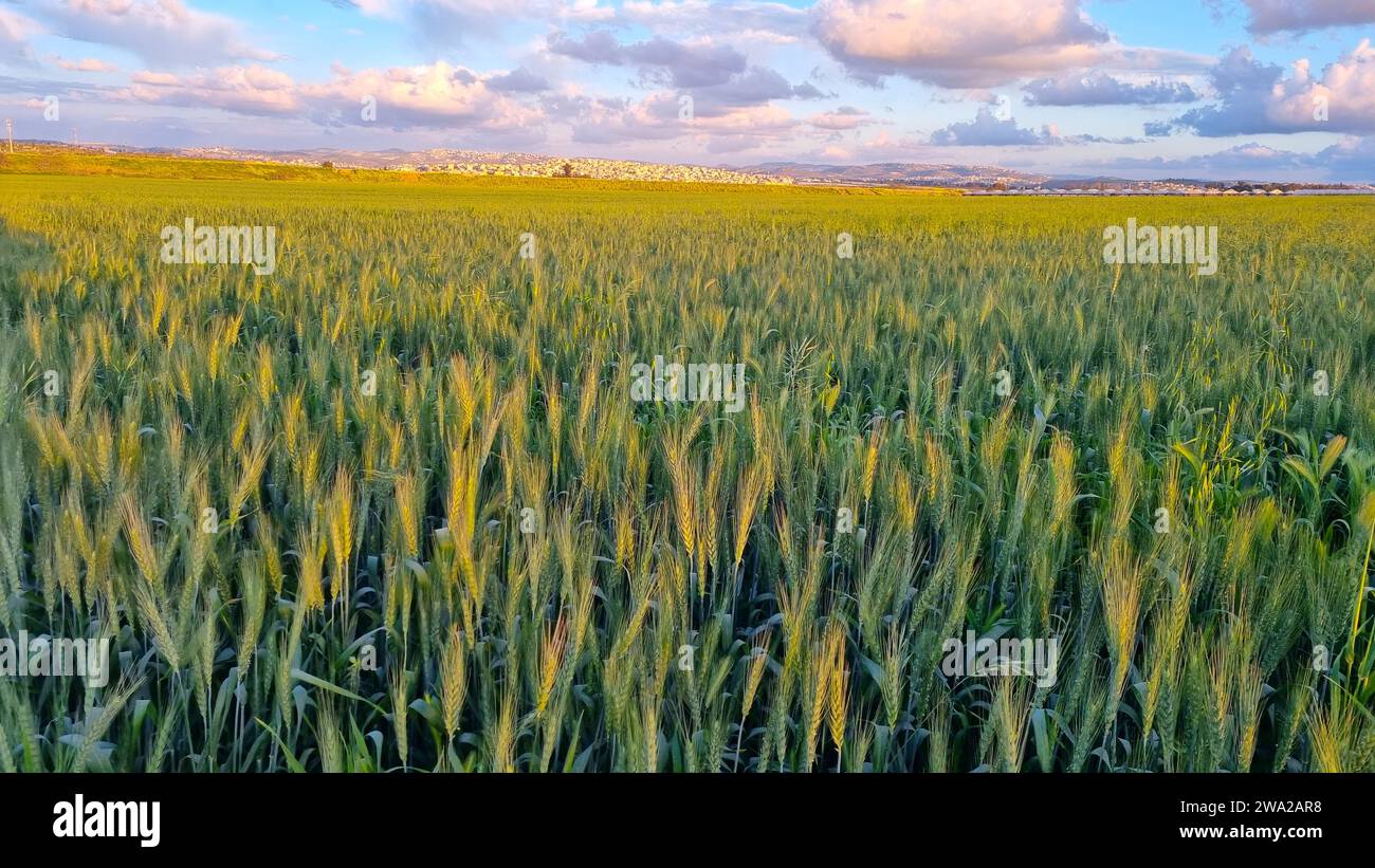 Stem fields hi-res stock photography and images - Alamy