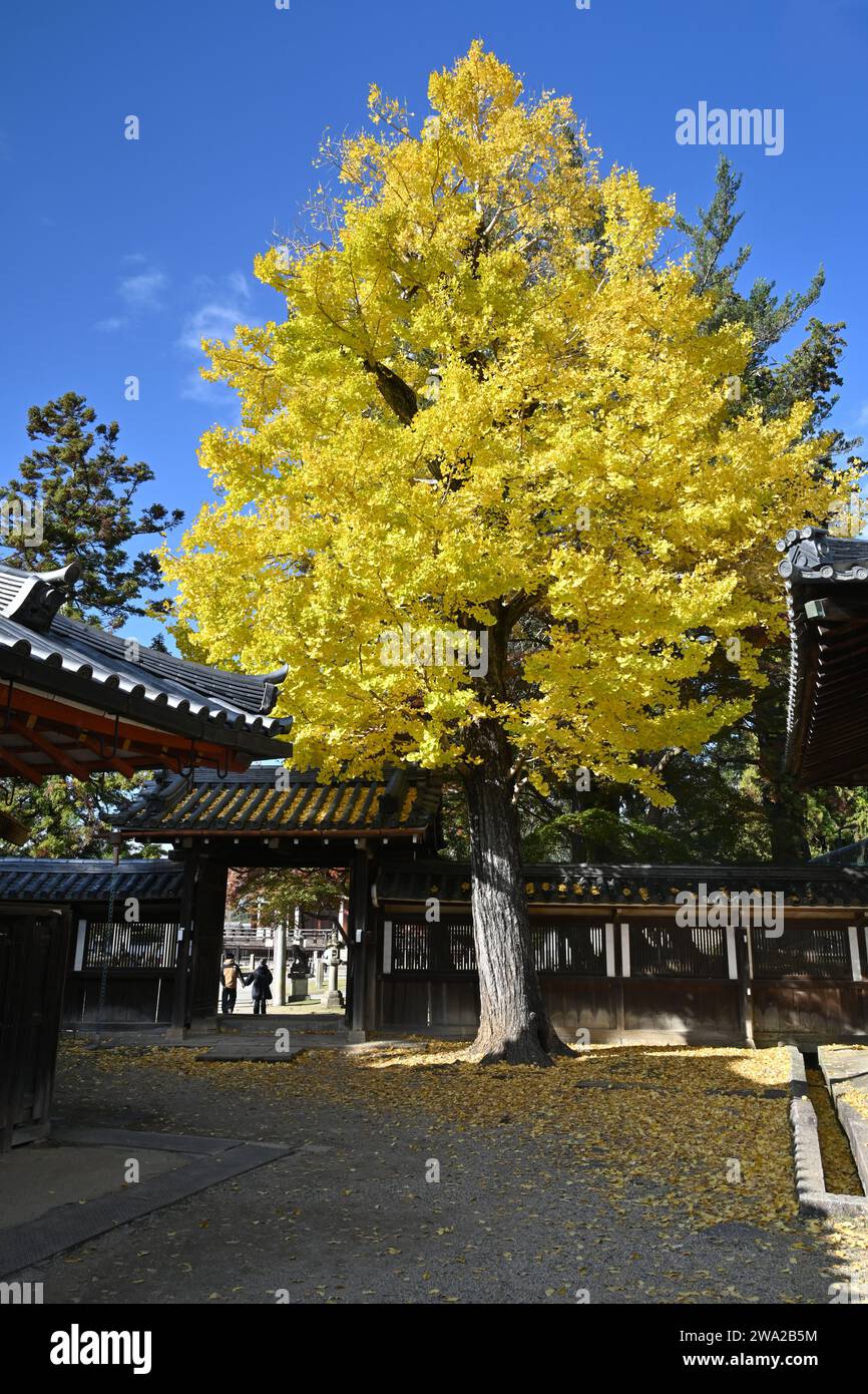 Gingko tree asia hi-res stock photography and images - Alamy