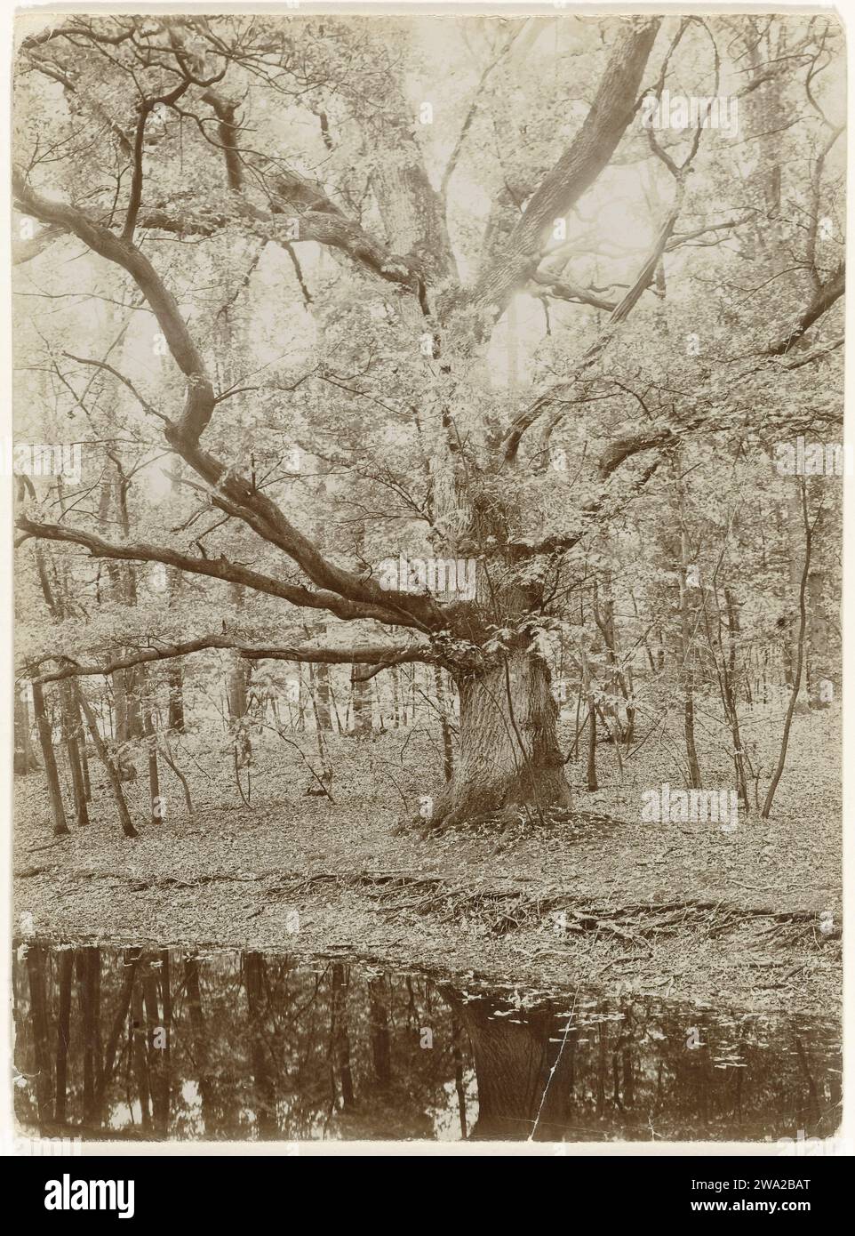 Old oak on the New Raude estate in Diepenveen, Richard Tepe, c. 1900 ...