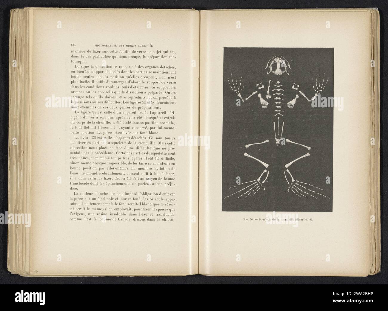 Skeleton of a frog hi-res stock photography and images - Alamy