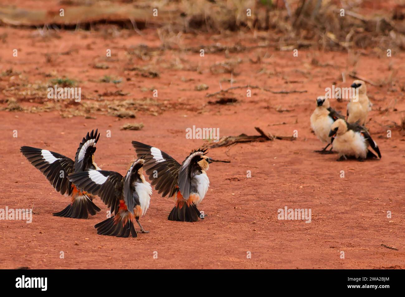 Beautiful colorful Birds in the Tsavo East, Tsavo West and Amboseli ...
