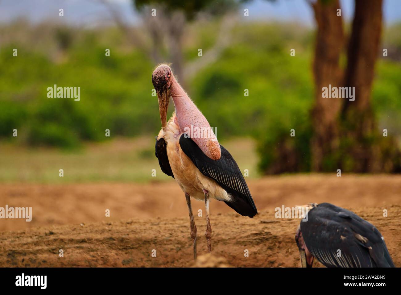 Beautiful colorful Birds in the Tsavo East, Tsavo West and Amboseli ...