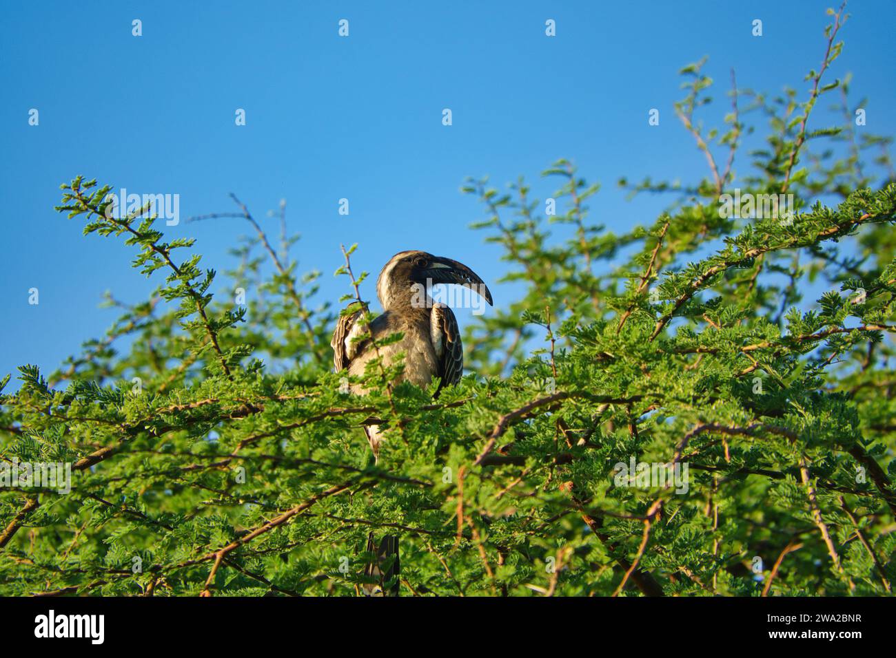 Beautiful colorful Birds in the Tsavo East, Tsavo West and Amboseli ...