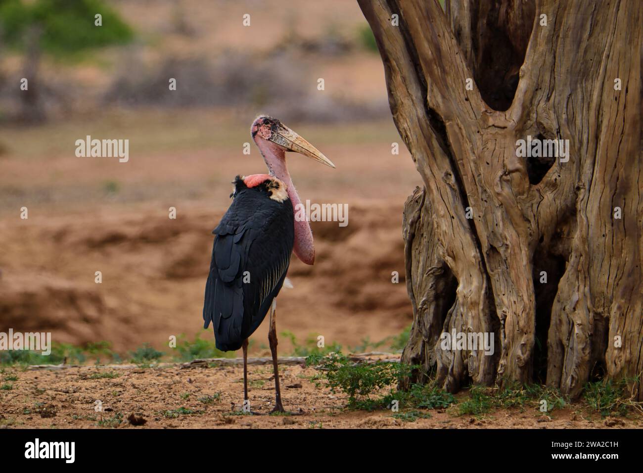Beautiful colorful Birds in the Tsavo East, Tsavo West and Amboseli ...