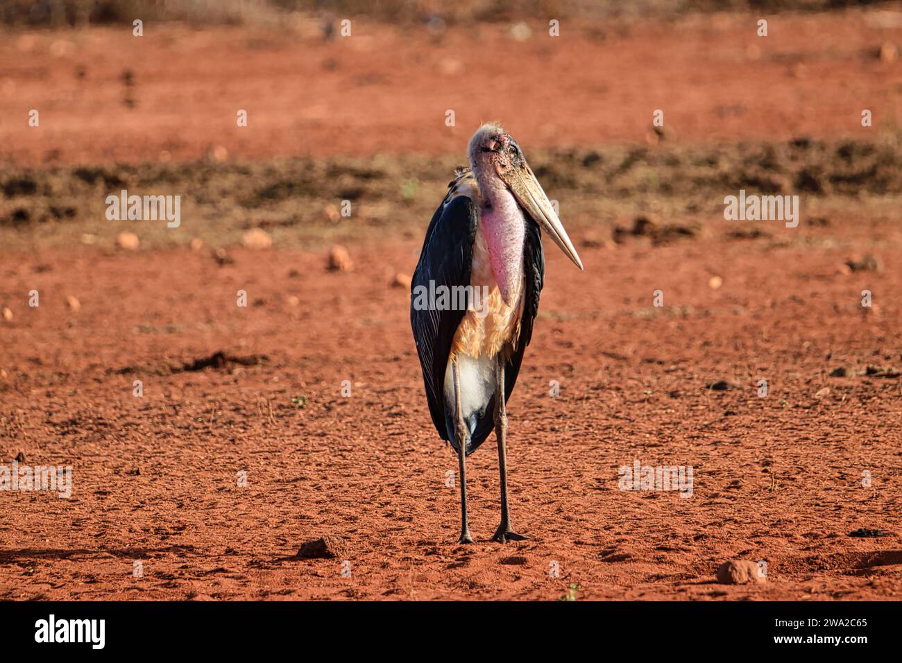 Beautiful colorful Birds in the Tsavo East, Tsavo West and Amboseli ...