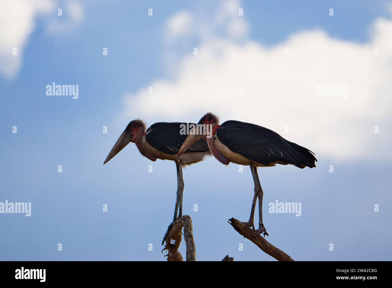 Beautiful colorful Birds in the Tsavo East, Tsavo West and Amboseli ...
