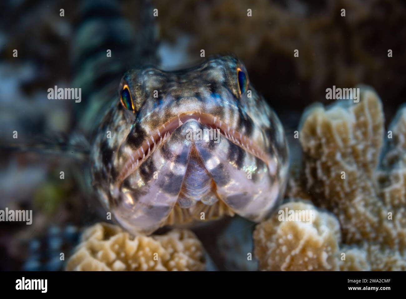 A lizardfish, Synodus sp., lies in wait for prey to swim close on a ...