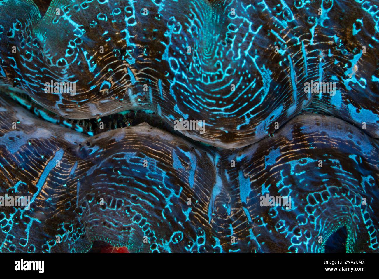 Display of coral reef biodiversity hi-res stock photography and images ...