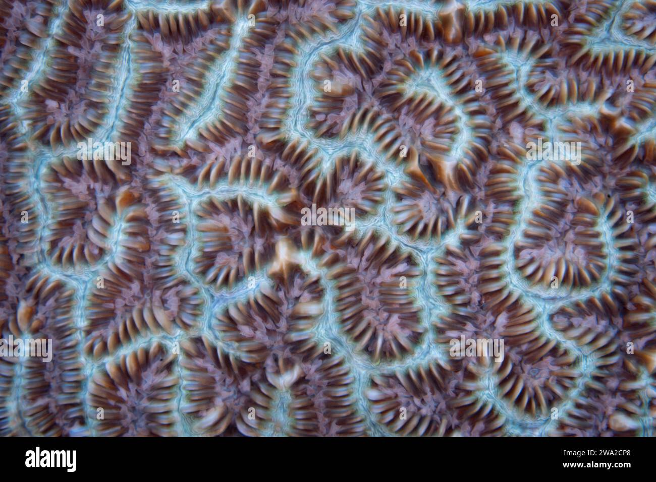 Detail of coral polyps on a diverse reef in Indonesia. Each coral polyp ...