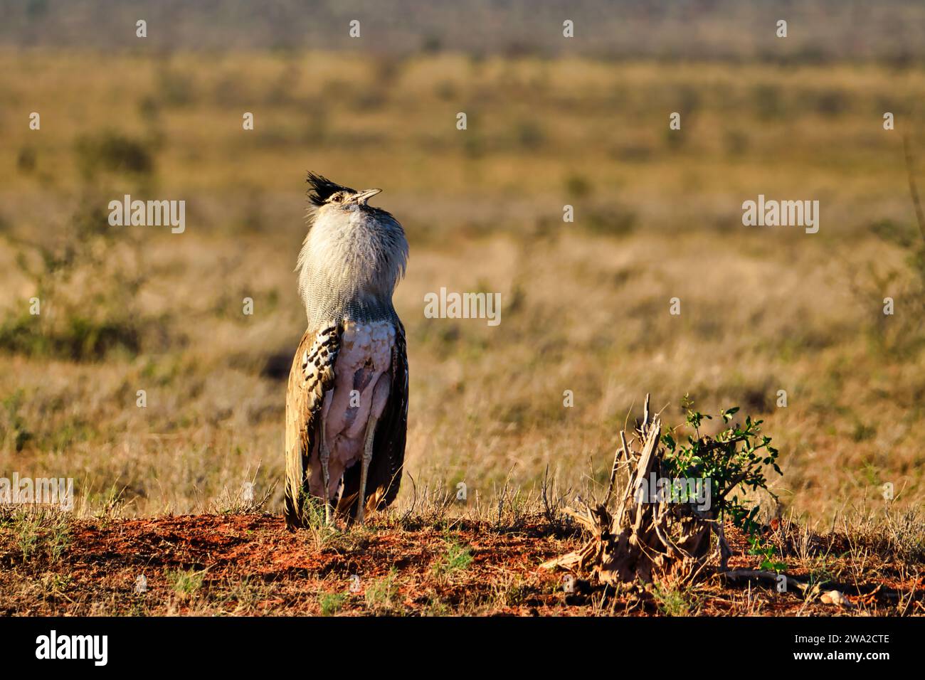 Beautiful colorful Birds in the Tsavo East, Tsavo West and Amboseli ...