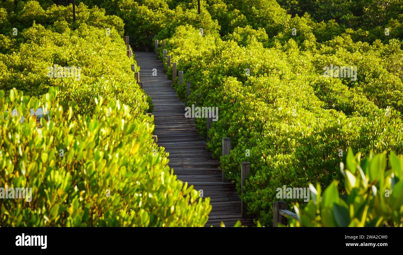 Wooden walkway in greenery field. Mangrove trees of Thung Prong Thong ...