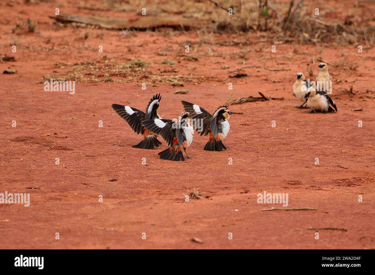 Beautiful colorful Birds in the Tsavo East, Tsavo West and Amboseli ...
