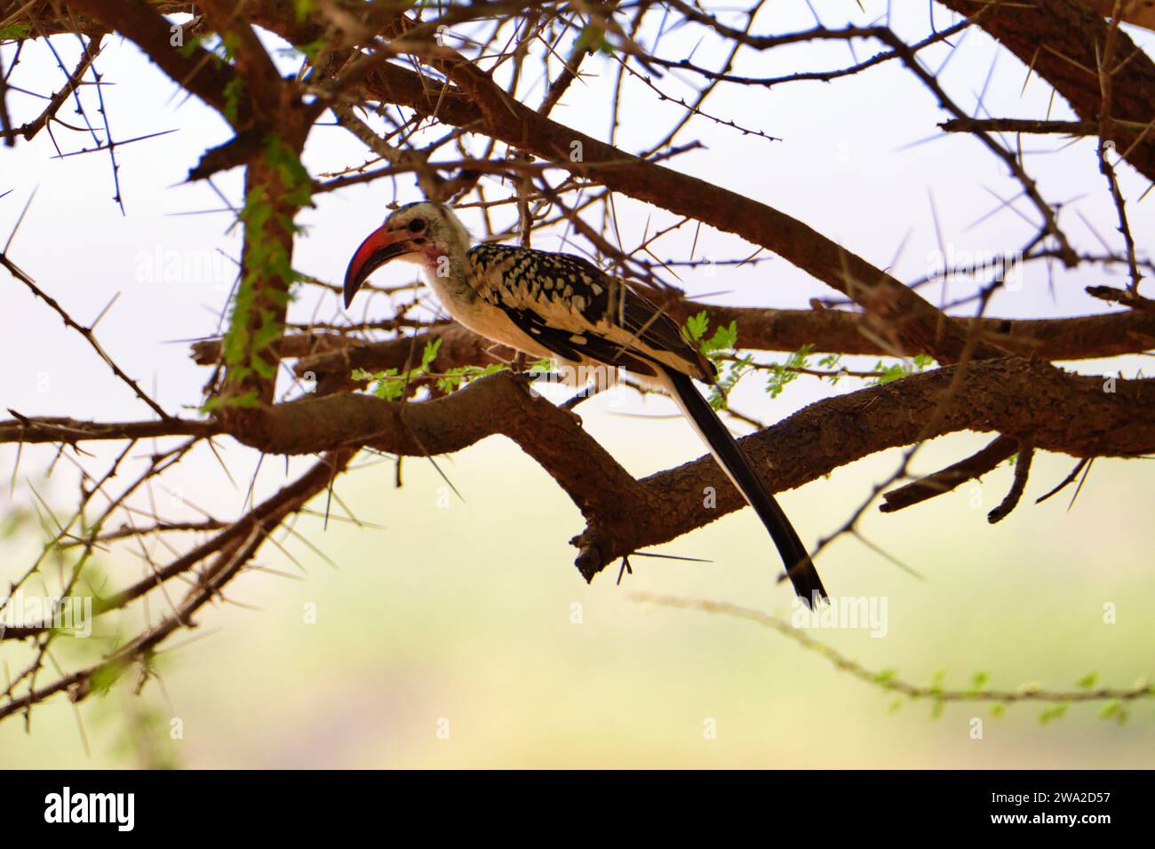 Beautiful colorful Birds in the Tsavo East, Tsavo West and Amboseli ...