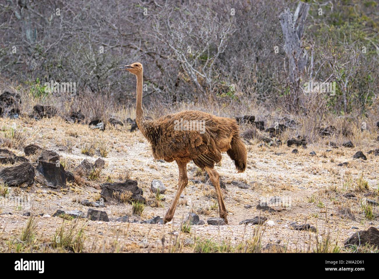 Beautiful colorful Birds in the Tsavo East, Tsavo West and Amboseli ...