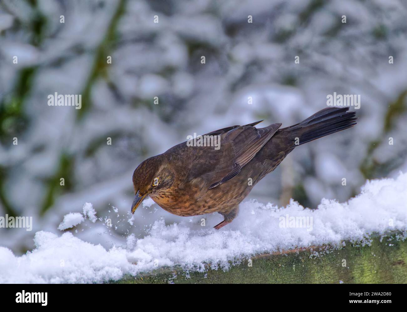 Blackbird bright beak hi-res stock photography and images - Alamy
