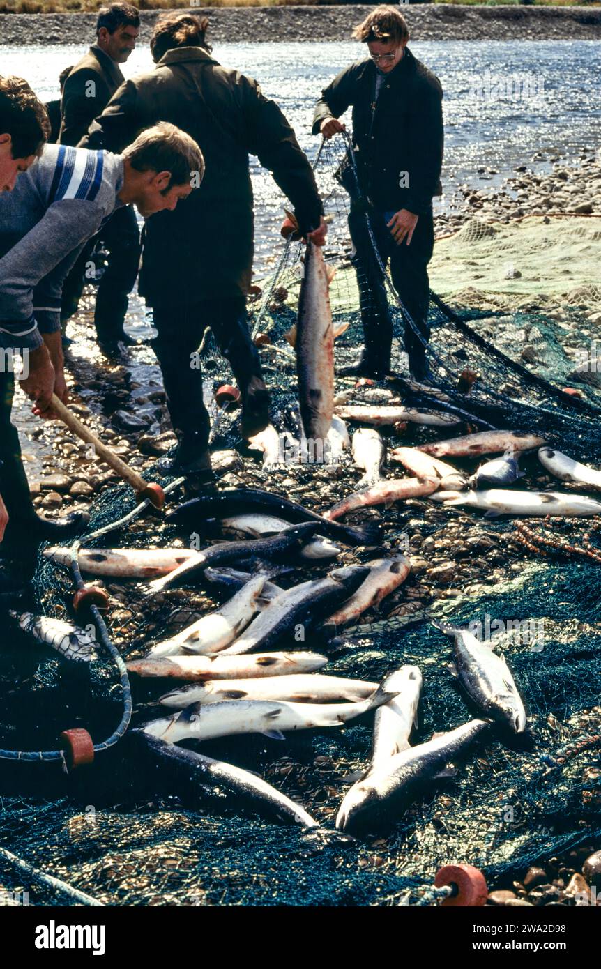 Salmon netting River Spey Scotland during 1990s a large catch of fish ...