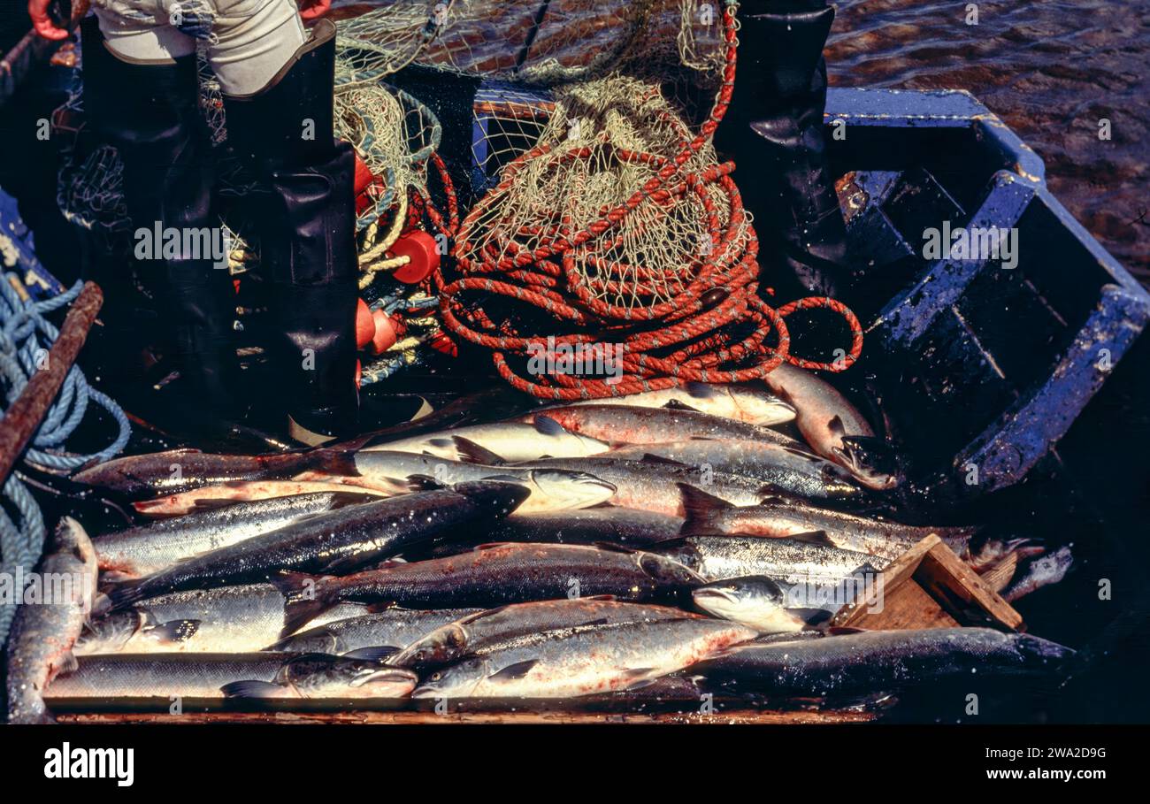 Salmon netting River Spey Scotland during 1990s boxes in the boat full ...