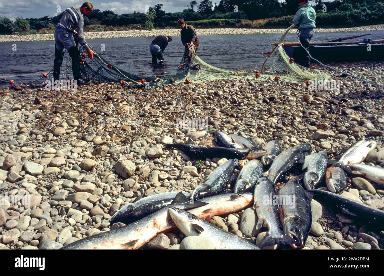 Salmon netting River Spey Scotland during 1990s fish on the stones men ...