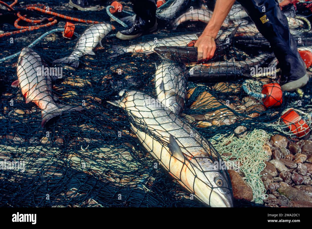 Salmon netting River Spey Scotland during 1990s freshly caught fish in ...
