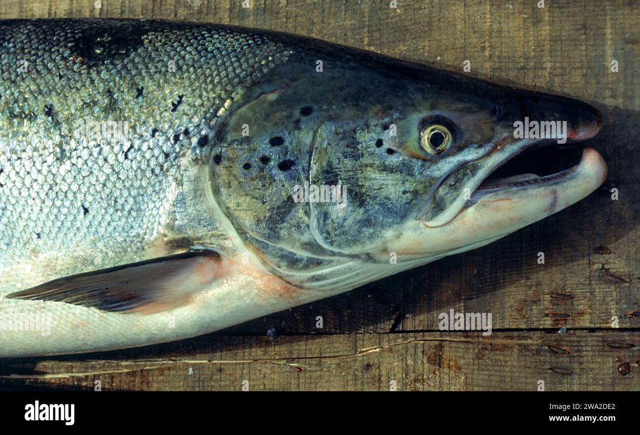 Salmon netting River Spey Scotland during 1990s head of a freshly ...