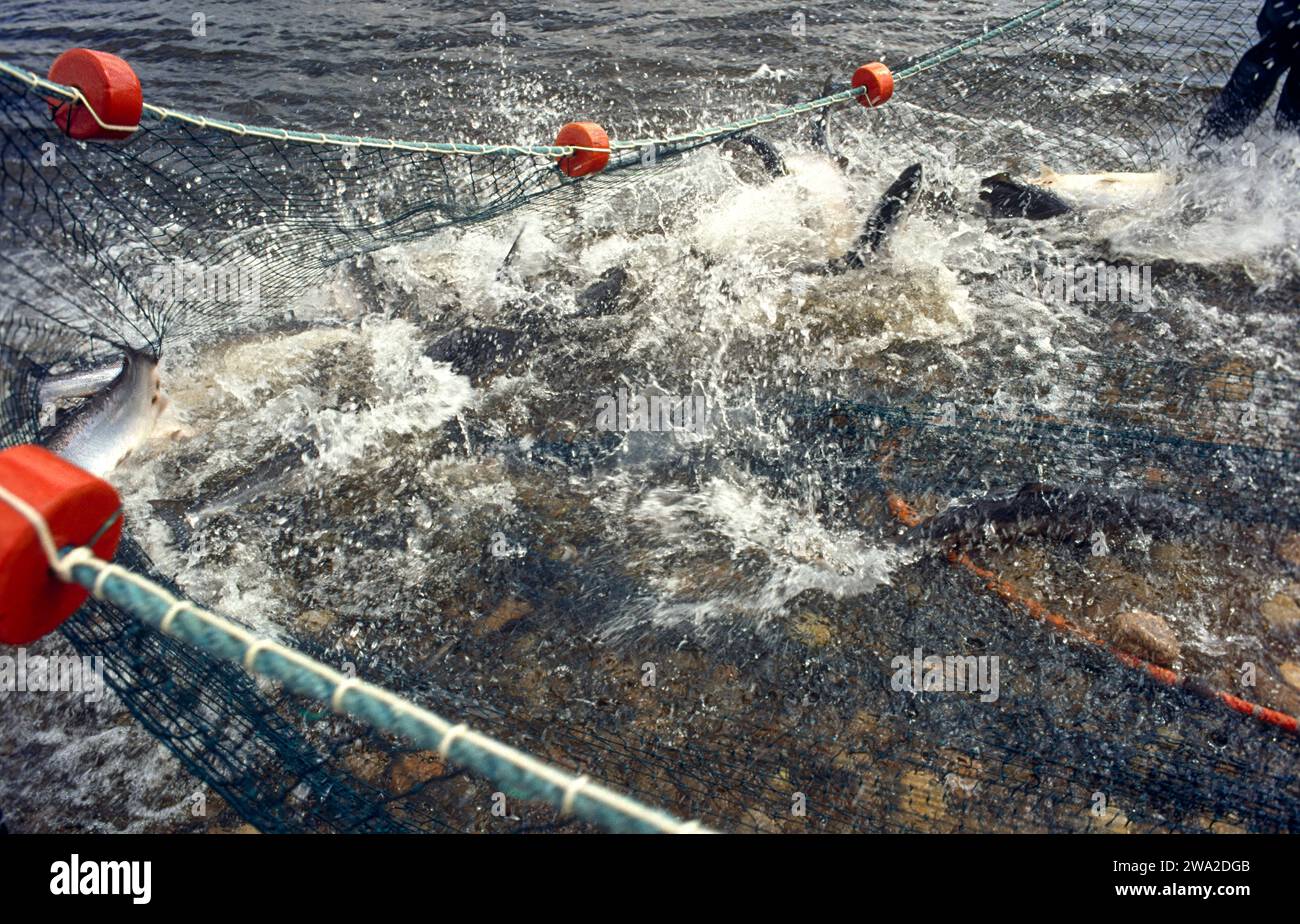 Salmon netting River Spey Scotland during 1990s net drawn up on the ...