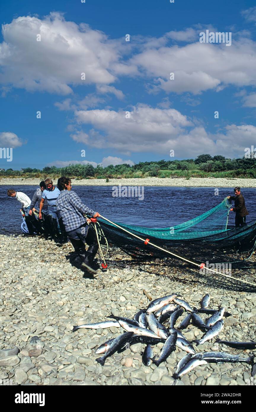 Salmon netting River Spey Scotland during 1990s sorting the net after a ...