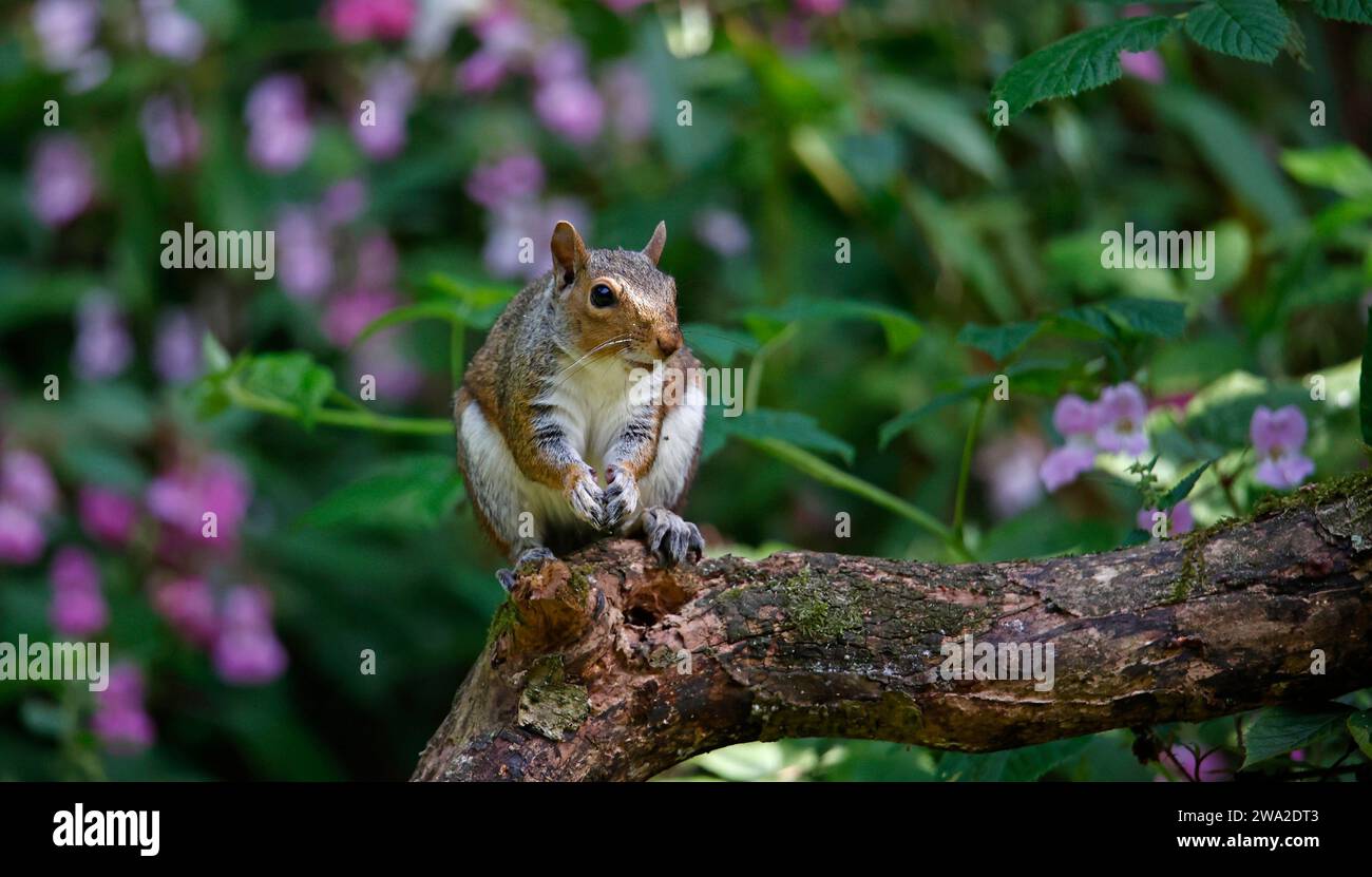 Grey squirrel on a log Stock Photo - Alamy