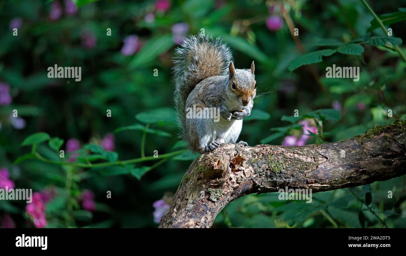 Grey squirrel on a log Stock Photo - Alamy