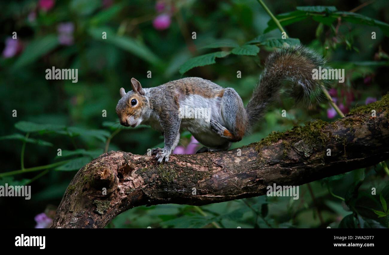 Grey squirrel on a log Stock Photo - Alamy