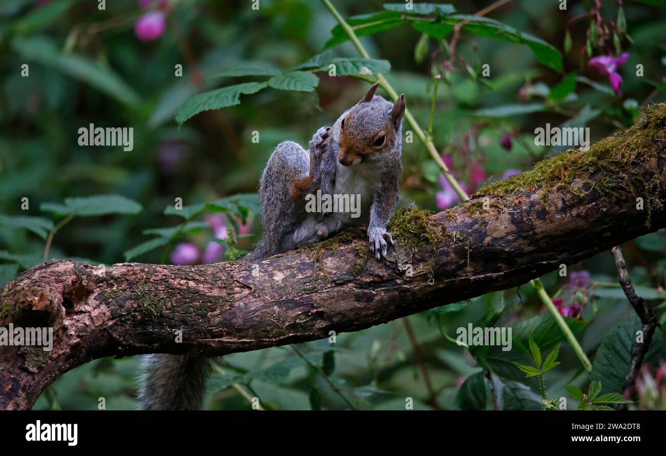 Grey squirrel on a log Stock Photo - Alamy