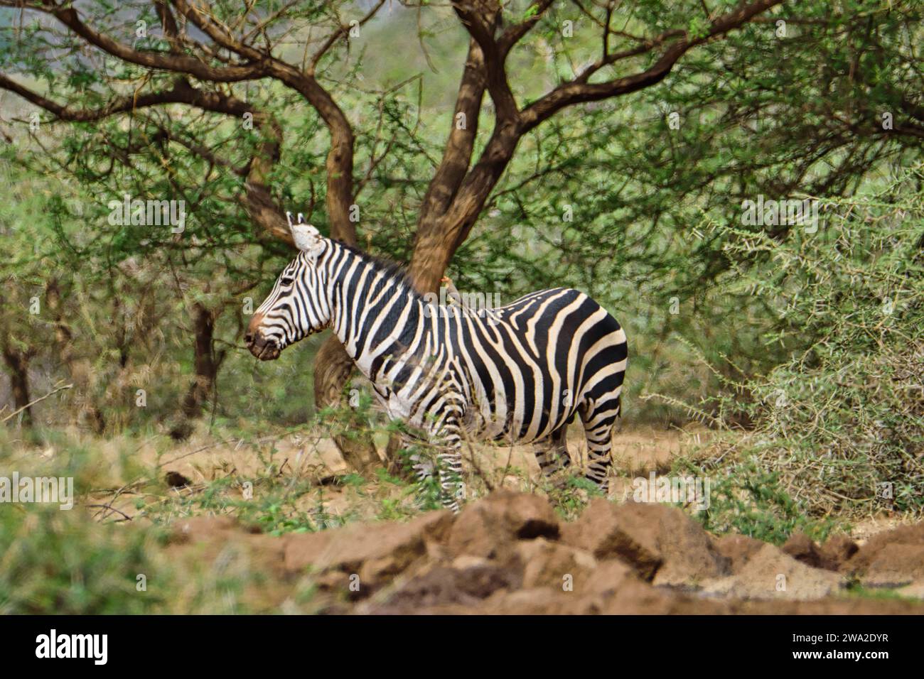 Zebra in the Tsavo East, Tsavo West and Amboseli National Park in Kenya ...
